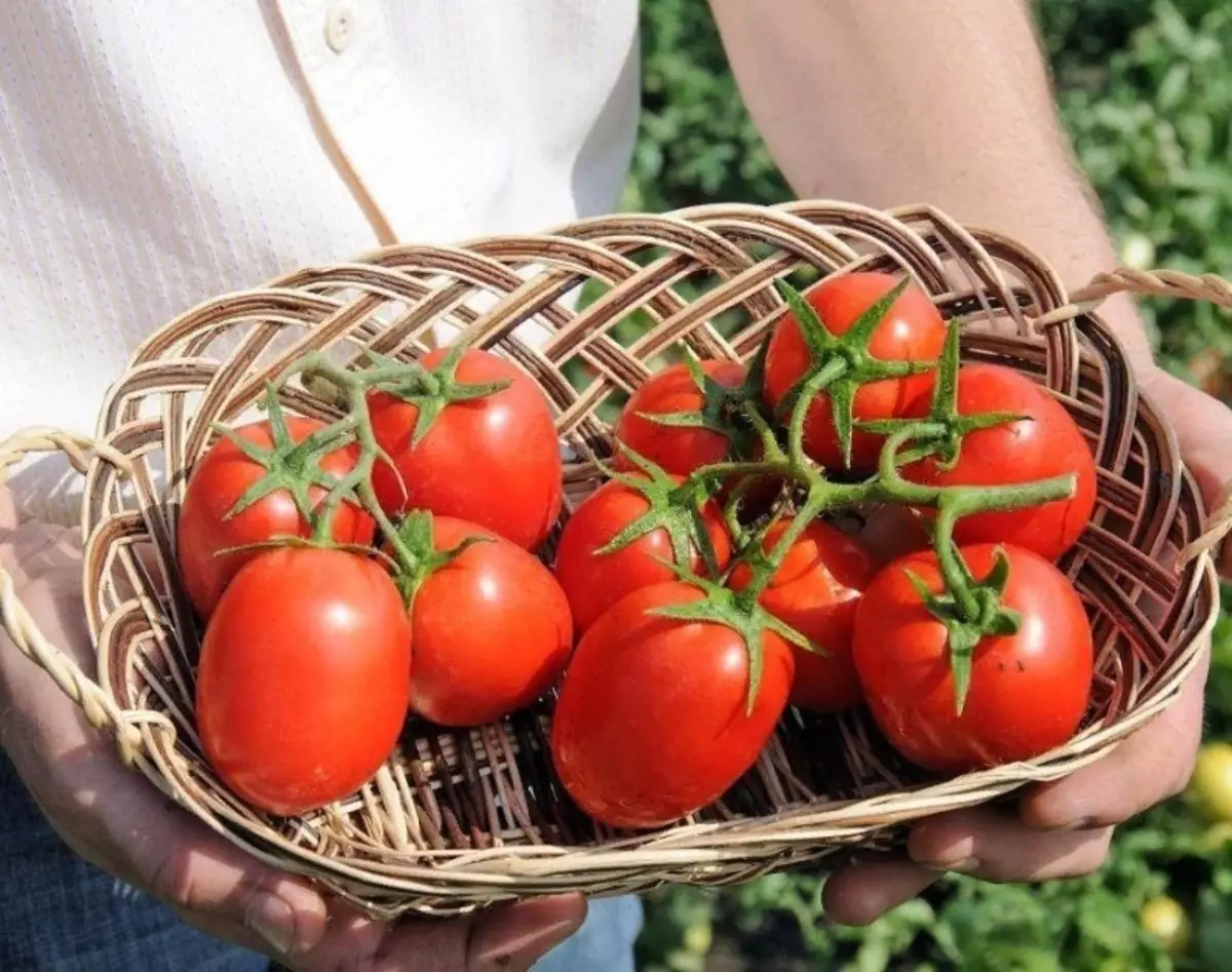 Καλύτερες πρώτες ποικιλίες ντομάτας 4124_6