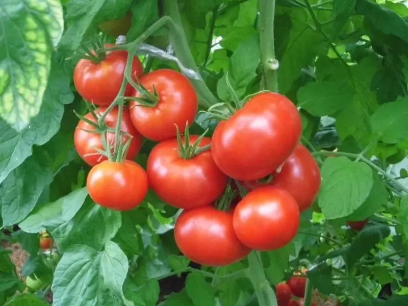 Bescht fréi Tomaten Varietéiten 4124_7