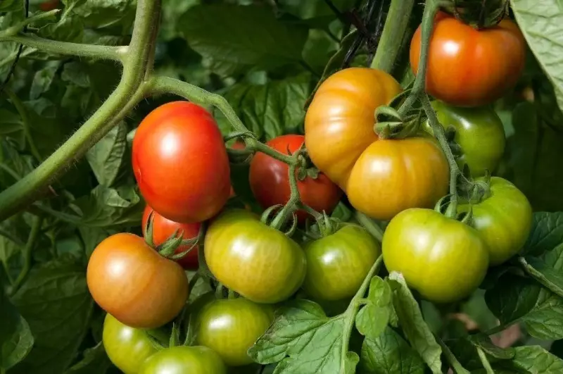 Καλύτερες πρώτες ποικιλίες ντομάτας 4124_8