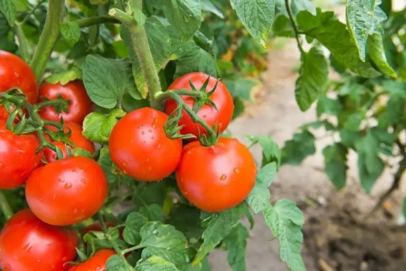 Bescht fréi Tomaten Varietéiten 4124_9