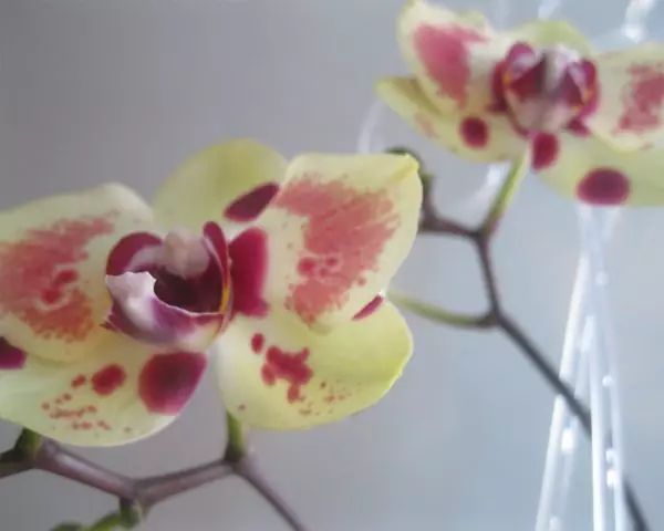 Uburyo bwo guhindura orchide murugo neza + videwo n'amafoto