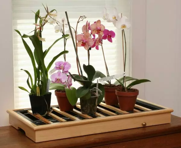 Orchids di nav pots