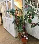 Ficus s novoročnými dekoráciami