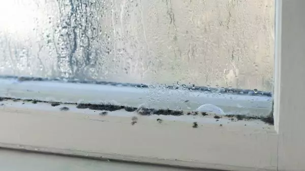 Mold on the window