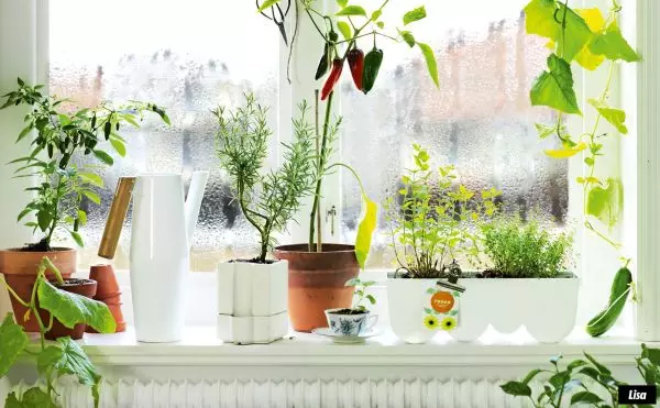 צמחים על החלון