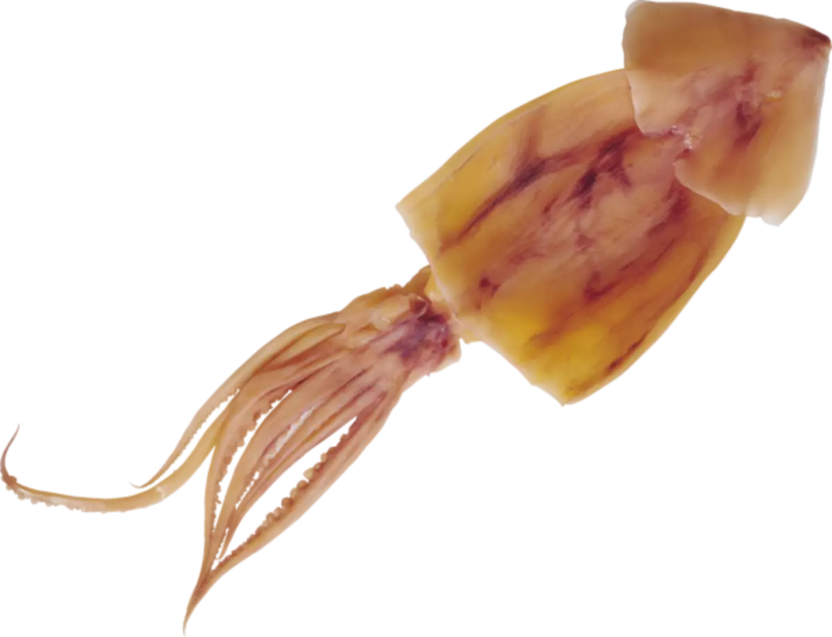 Nawa ne kuma nawa kuke dafa daskararrun squids don suyi laushi (zobba, fillet, gawa duka, ga salatin da sauran buƙatun