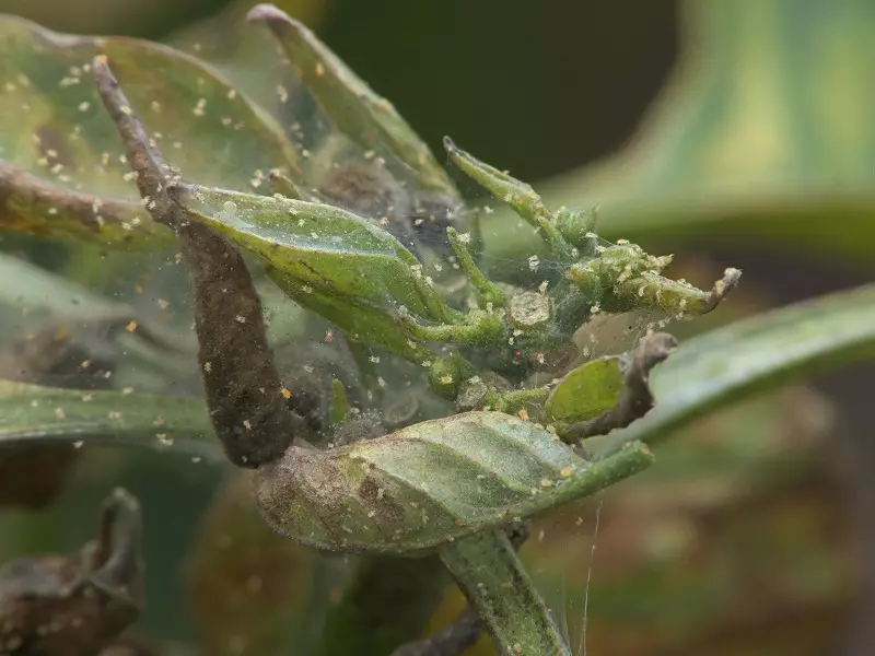 Types of diseases of seedlings and how to deal with them 4186_4