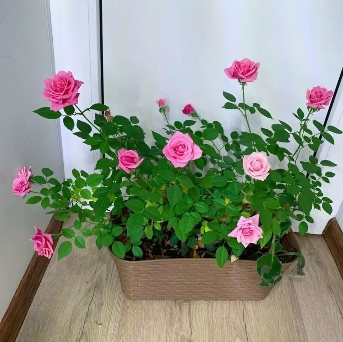 7 cultivos de flores que decorarán cualquier interior discreto. 4197_4