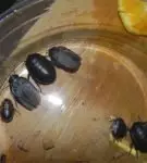 Egyptische kakkerlak