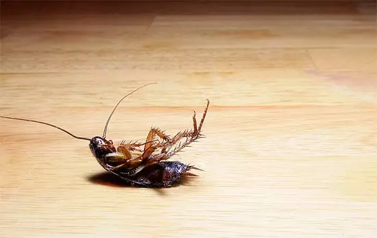 De kakkerlak sterft op zijn rug