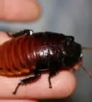 I-madagascar cockroach