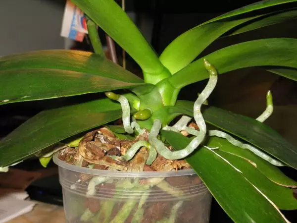 Wortels orchida