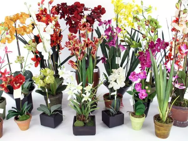 Әр түрлі түрлері және орхидеялар