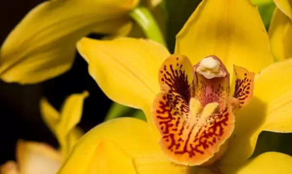 Pollen orkidé