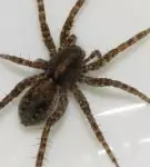De ce nu pot ucide păianjeni în casă: motive obiective și semne despre interdicție