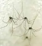 Spiders-Senokostsy