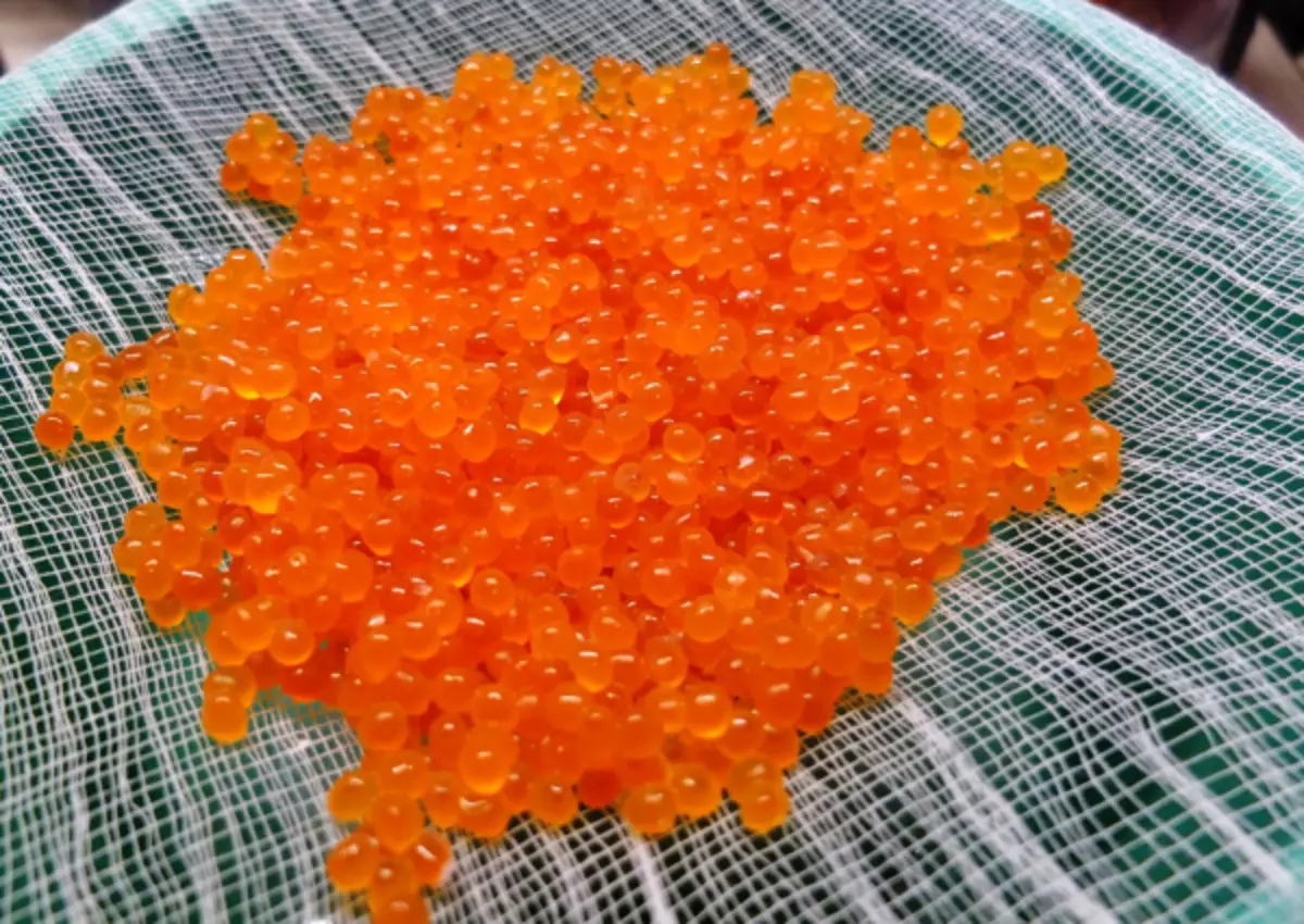 Caviar pangatusan