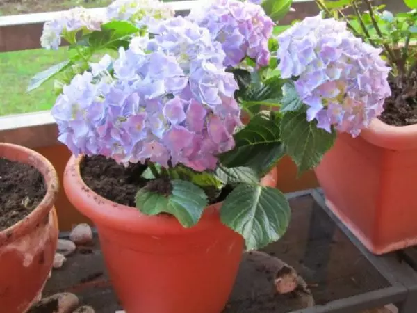 Pots with blooming hydrangea