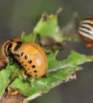 UColorado Beetle