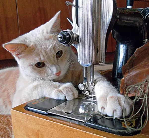 Máquina de costura e gato