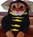 西装“蜜蜂”