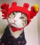 Cat për një mace për Vitin e Ri: Si ta bëni atë vetë, një përzgjedhje e ideve me një foto 4423_27