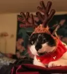 Cat për një mace për Vitin e Ri: Si ta bëni atë vetë, një përzgjedhje e ideve me një foto 4423_28