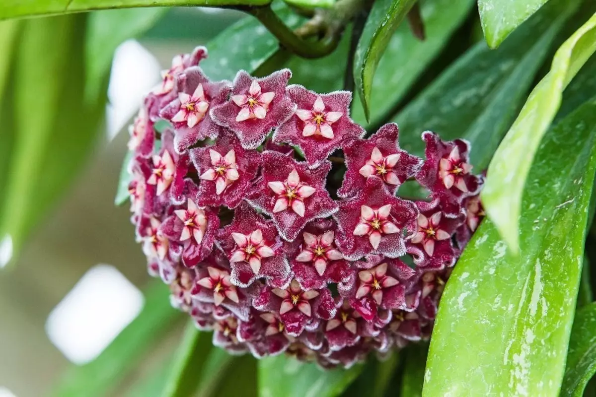 Flores que posúen poderosas enerxías amorosas 4441_4