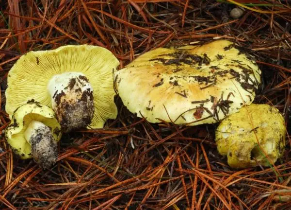 蘑菇zelenushka.