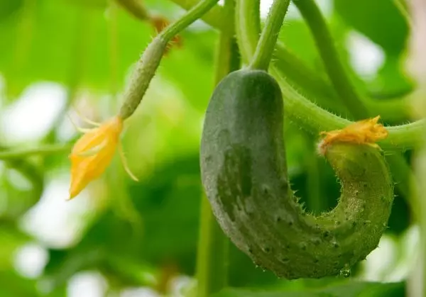 Why cucumbers grow crochet, curves: what to do, reviews