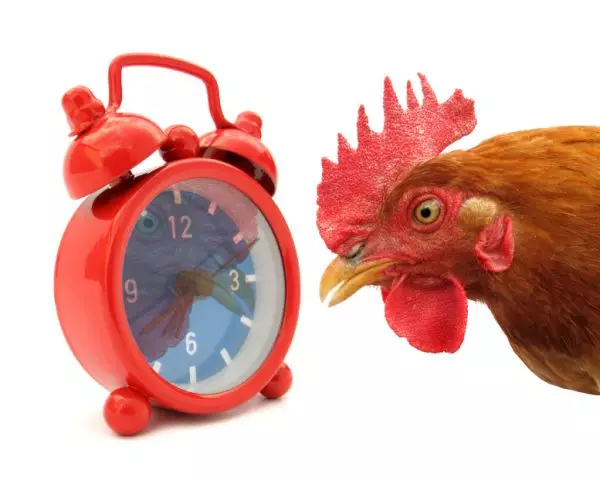 Rooster mira el rellotge despertador