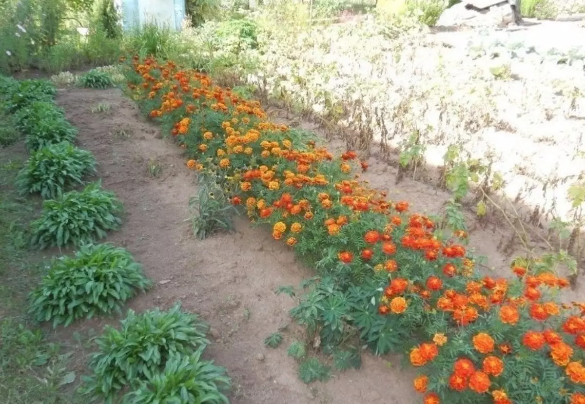 Cómo ahorrar, cultivos en crecimiento en el jardín. 4474_9