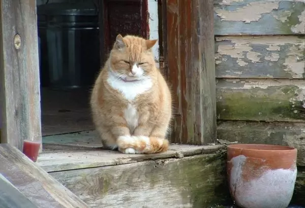 Gato en el umbral