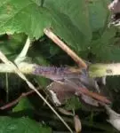 Purple Spotty Stingels