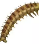 Larva Malino Zhuka