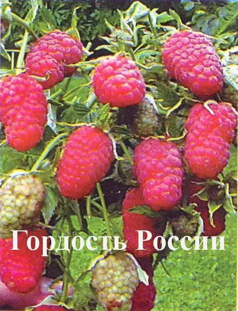 Rasina berries रशिया च्या अभिमान