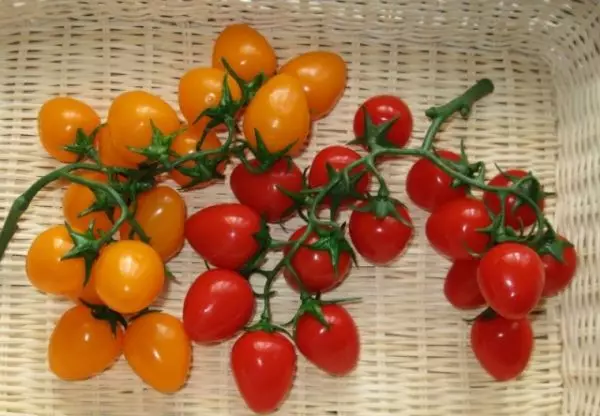 Multicolored Cherry Tomatoes.