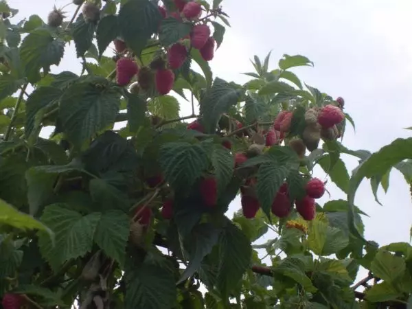 Fẹlẹ raspberries