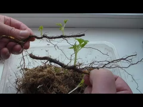 Root cuttings raspberi.