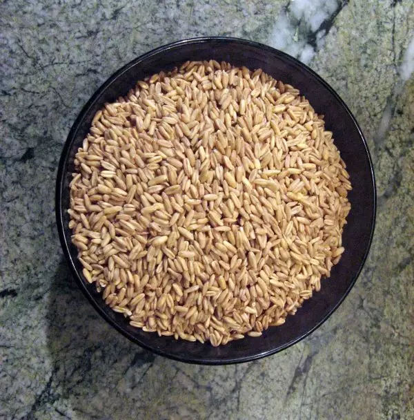 Oat Grain.