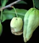 Kantong plum