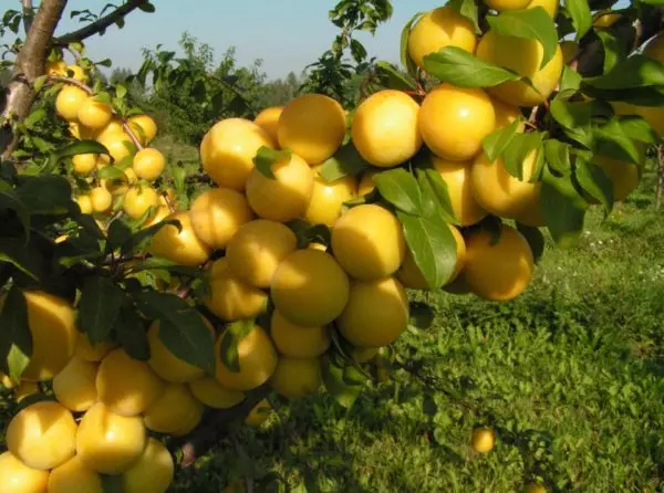 Madu bodas pluma