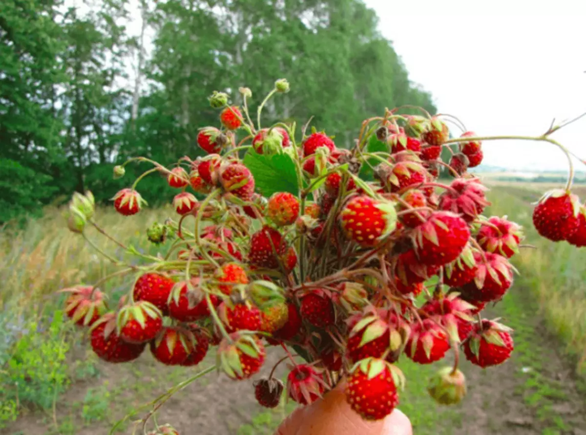 田野草莓