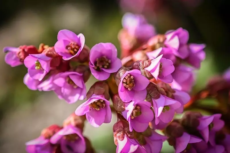 Perenes que florescem na sombra