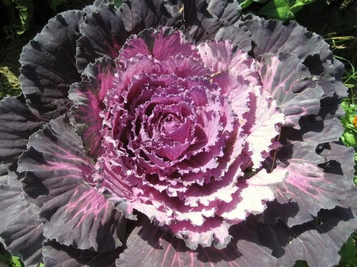 Edible varieties of decorative cabbage 4762_5