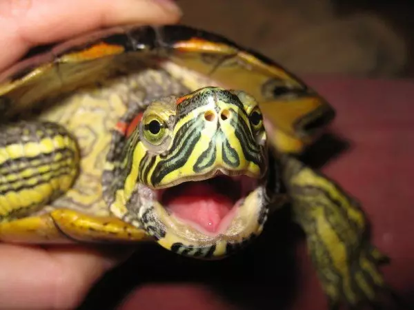 Kako se brinuti za crveno-vruću kornjaču kod kuće + video