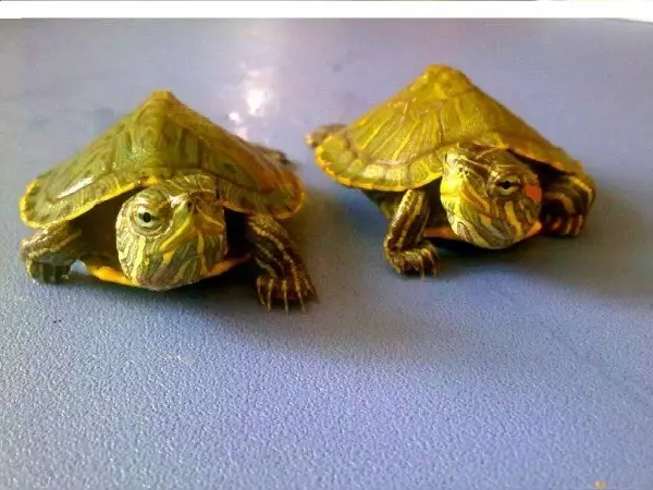 Baby Krasnukhi Turtle.