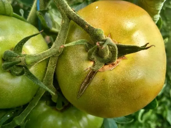 녹색 토마토