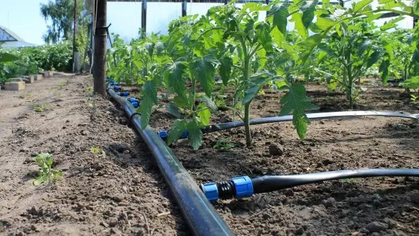 Drip otrigation
