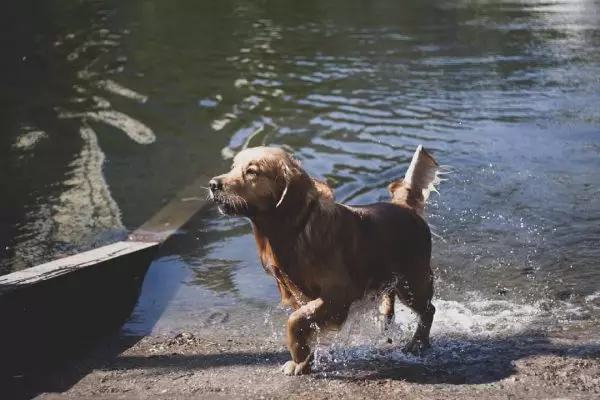 Hunden kommer ud af vandet